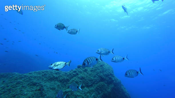 Sargo or white seabream (Diplodus sargus) fish swimming over a reef off ...
