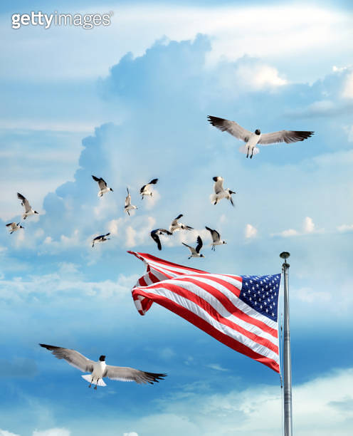 American flag at flagpole with flying flock of birds 이미지 (1291761251 ...