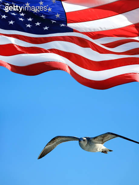 American flag at flagpole and flying bird over sunny blue sky ...