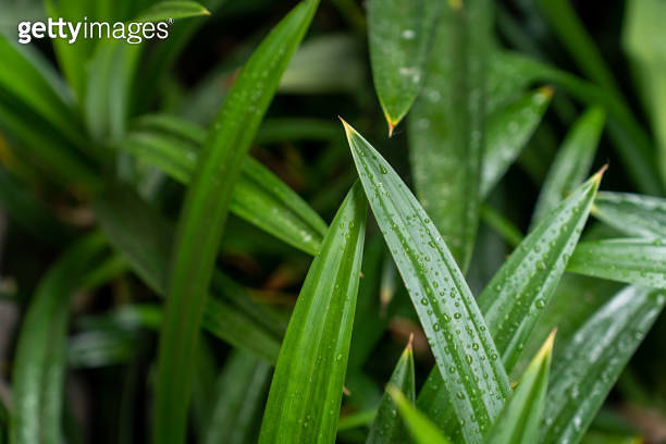 The fresh green, fragrant pandan leaves are often used to add color and ...