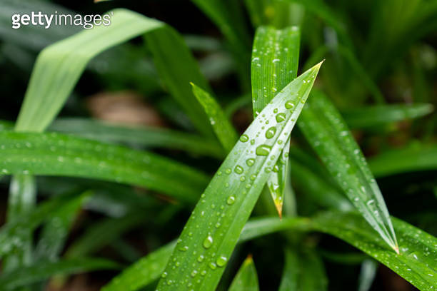 The fresh green, fragrant pandan leaves are often used to add color and ...