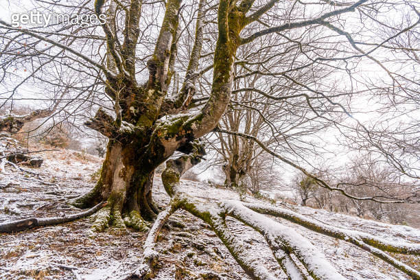 Beech forest full of snow in the forest of Mount Aizkorri in Gipuzkoa ...