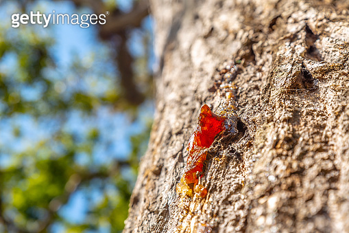 Red resin in a winged tree of Copan Ruinas temples. Honduras ...