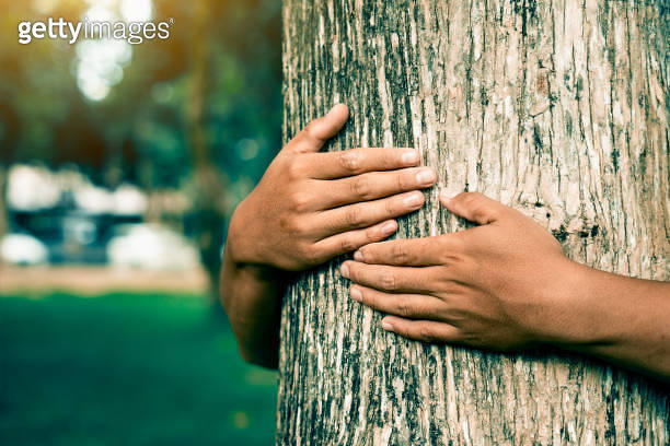 Young man hugging tree. Close-up of hands hugging tree. (1324662570 ...