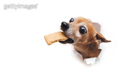Bug-eyed muzzle. Funny brown small dog Russian toy terrier reach for ...