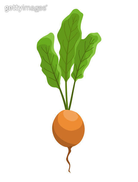 Sugar beet vegetables growing. Plant showing root structure. Farm ...