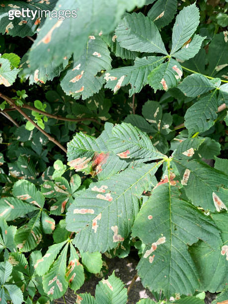Close-up image of damaged horse chestnut leaves (Aesculus hippocastanum ...