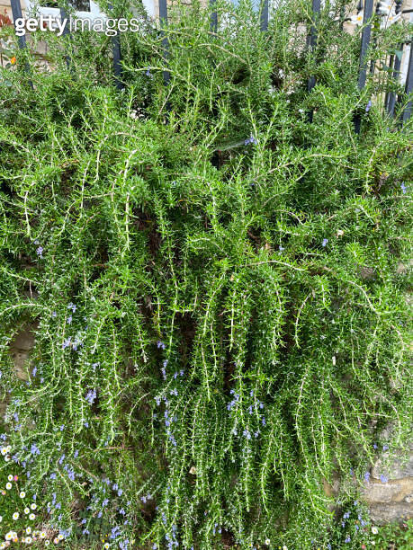 Image of large prostrate rosemary plant (Rosmarinus officinalis ...