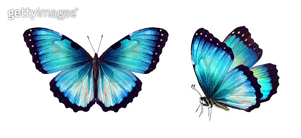 Two beautiful blue butterflies in flight with wings spread. (1307188072 ...