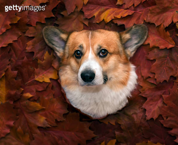 cute corgi dog framed by colorful autumn bright leaves 이미지 (1347312191 ...