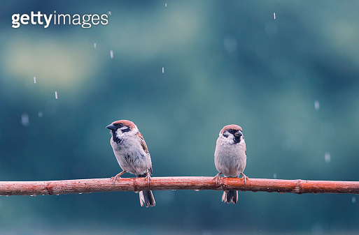 funny birds sparrows are sitting on a branch in the garden under the ...