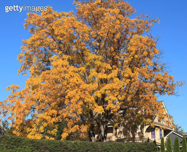 Century Old Black Walnut Tree And The 1898 Queen Anne Home (1347547687 ...