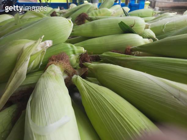 piles of corn that are still wrapped in skins (1313396085) - 게티이미지뱅크