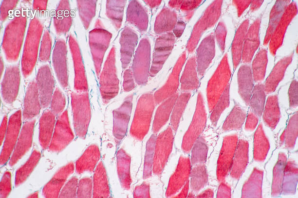 Histological sample Striated (Skeletal) muscle of mammal Tissue under ...