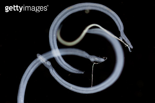 Schistosoma is a genus of trematodes, commonly known as blood flukes ...