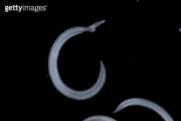 Schistosoma is a genus of trematodes, commonly known as blood flukes ...