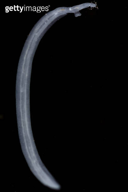 Schistosoma is a genus of trematodes, commonly known as blood flukes ...