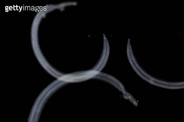 Schistosoma is a genus of trematodes, commonly known as blood flukes ...