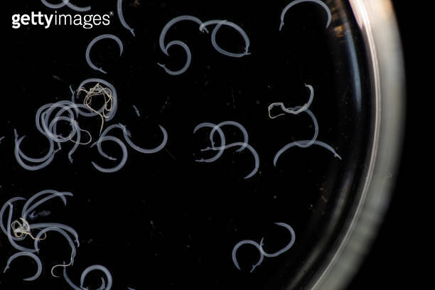 Schistosoma is a genus of trematodes, commonly known as blood flukes ...