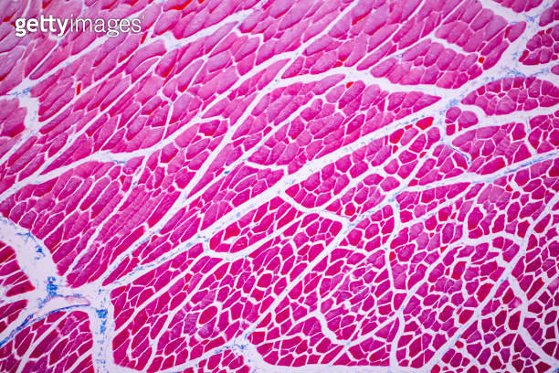 Histological sample Striated (Skeletal) muscle of mammal Tissue under ...
