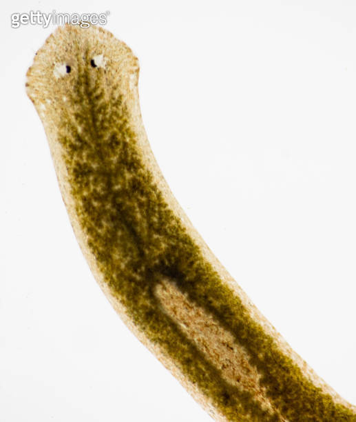 Planarian parasite (flatworm) under microscope view. (1359062029) - 게티이미지뱅크