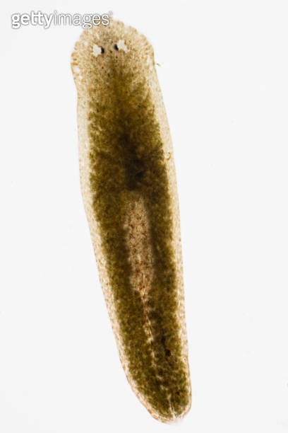 Planarian parasite (flatworm) under microscope view. 이미지 (1359062737 ...