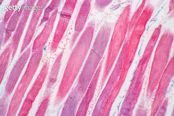 Histological sample Striated (Skeletal) muscle of mammal Tissue under ...