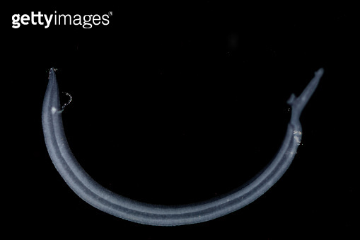 Schistosoma is a genus of trematodes, commonly known as blood flukes ...