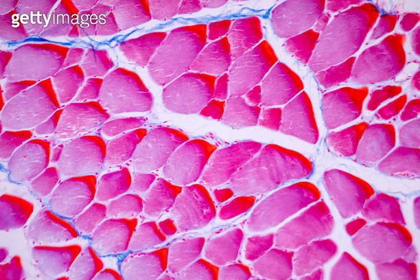 Histological sample Striated (Skeletal) muscle of mammal Tissue under ...
