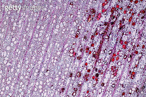 Characteristics of fungi living in wood as a group, are polyphyletic ...