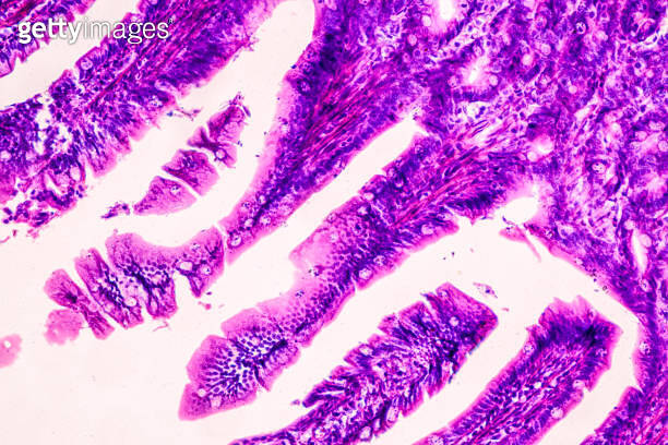 Education anatomy and Histological sample of Human under the microscope ...