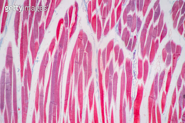 Histological sample Striated (Skeletal) muscle of mammal Tissue under ...
