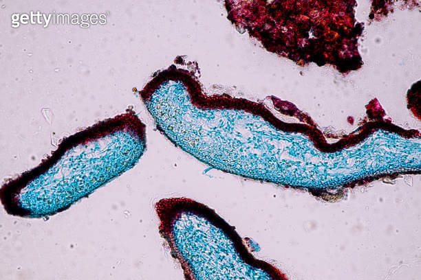 Characteristics of Lichen, hyphae and Symbiotic algae under the ...