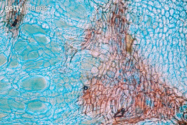 Characteristics of fungi living in wood as a group, are polyphyletic ...