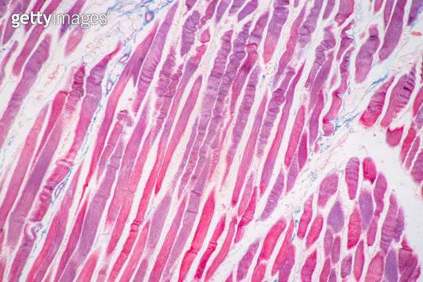 Histological sample Striated (Skeletal) muscle of mammal Tissue under ...