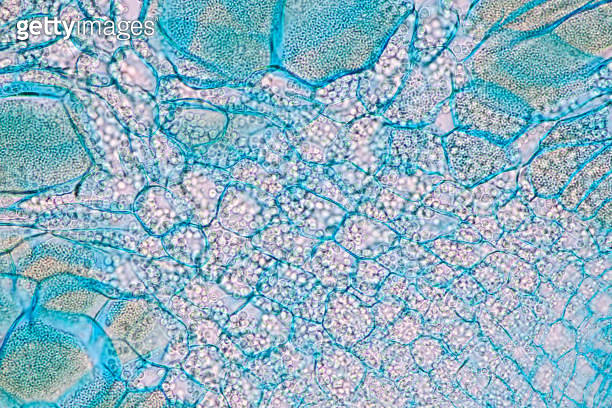 Characteristics of fungi living in wood as a group, are polyphyletic ...