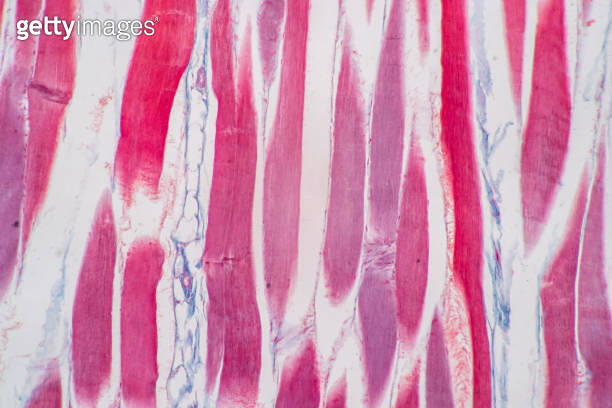 Histological sample Striated (Skeletal) muscle of mammal Tissue under ...