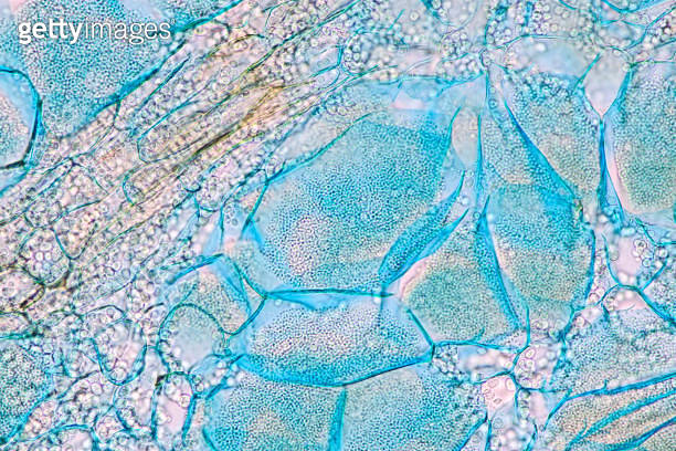 Characteristics of fungi living in wood as a group, are polyphyletic ...