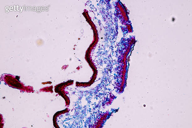 Characteristics of Lichen, hyphae and Symbiotic algae under the ...