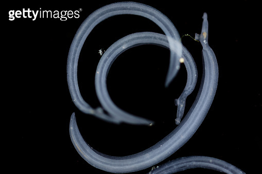 Schistosoma is a genus of trematodes, commonly known as blood flukes ...