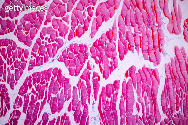 Histological sample Striated (Skeletal) muscle of mammal Tissue under ...