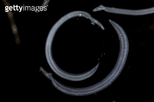 Schistosoma is a genus of trematodes, commonly known as blood flukes ...