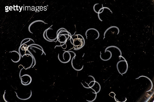 Schistosoma is a genus of trematodes, commonly known as blood flukes ...