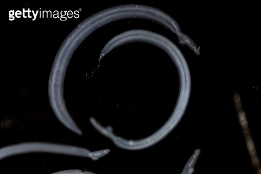 Schistosoma is a genus of trematodes, commonly known as blood flukes ...