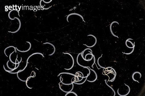 Schistosoma is a genus of trematodes, commonly known as blood flukes ...