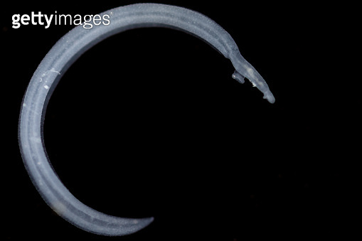 Schistosoma is a genus of trematodes, commonly known as blood flukes ...