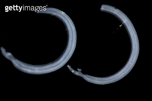 Schistosoma is a genus of trematodes, commonly known as blood flukes ...