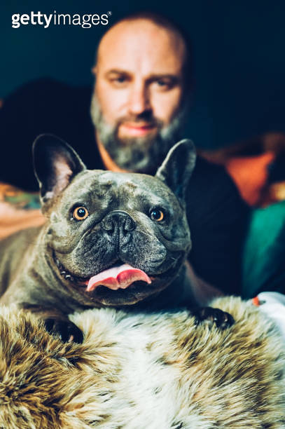 Portrait of a French bulldog and pet owner 이미지 (1295106076) - 게티이미지뱅크