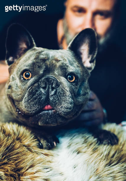Portrait of a French bulldog and pet owner 이미지 (1295104085) - 게티이미지뱅크