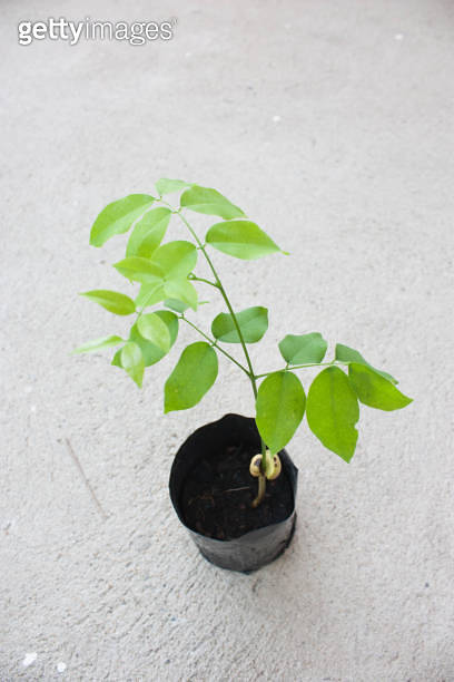 Green leaf tree, Afzelia Xylocarpa 이미지 (1317257361) - 게티이미지뱅크